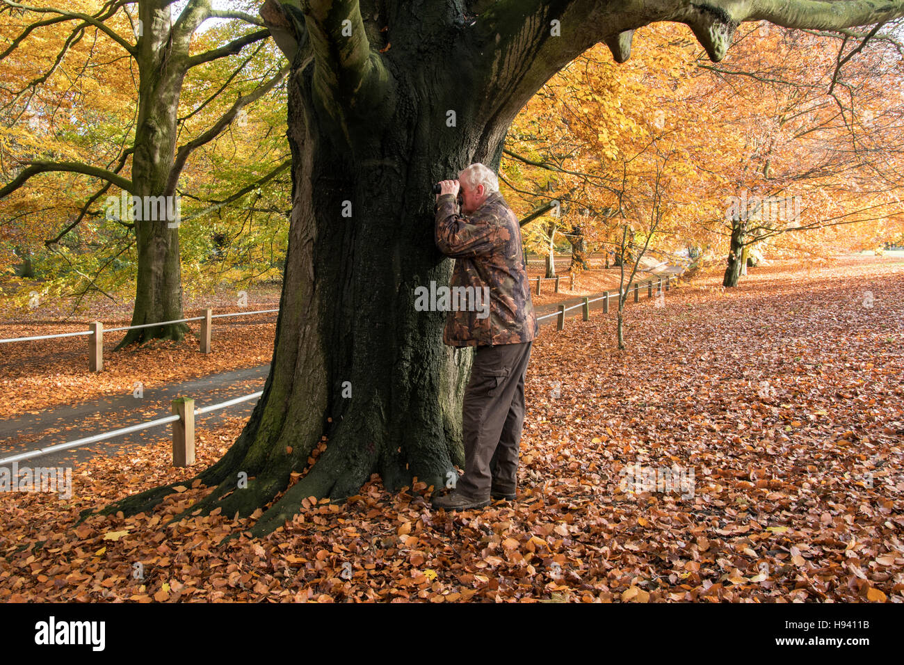 Man behind a tree with binoculars Stock Photo - Alamy