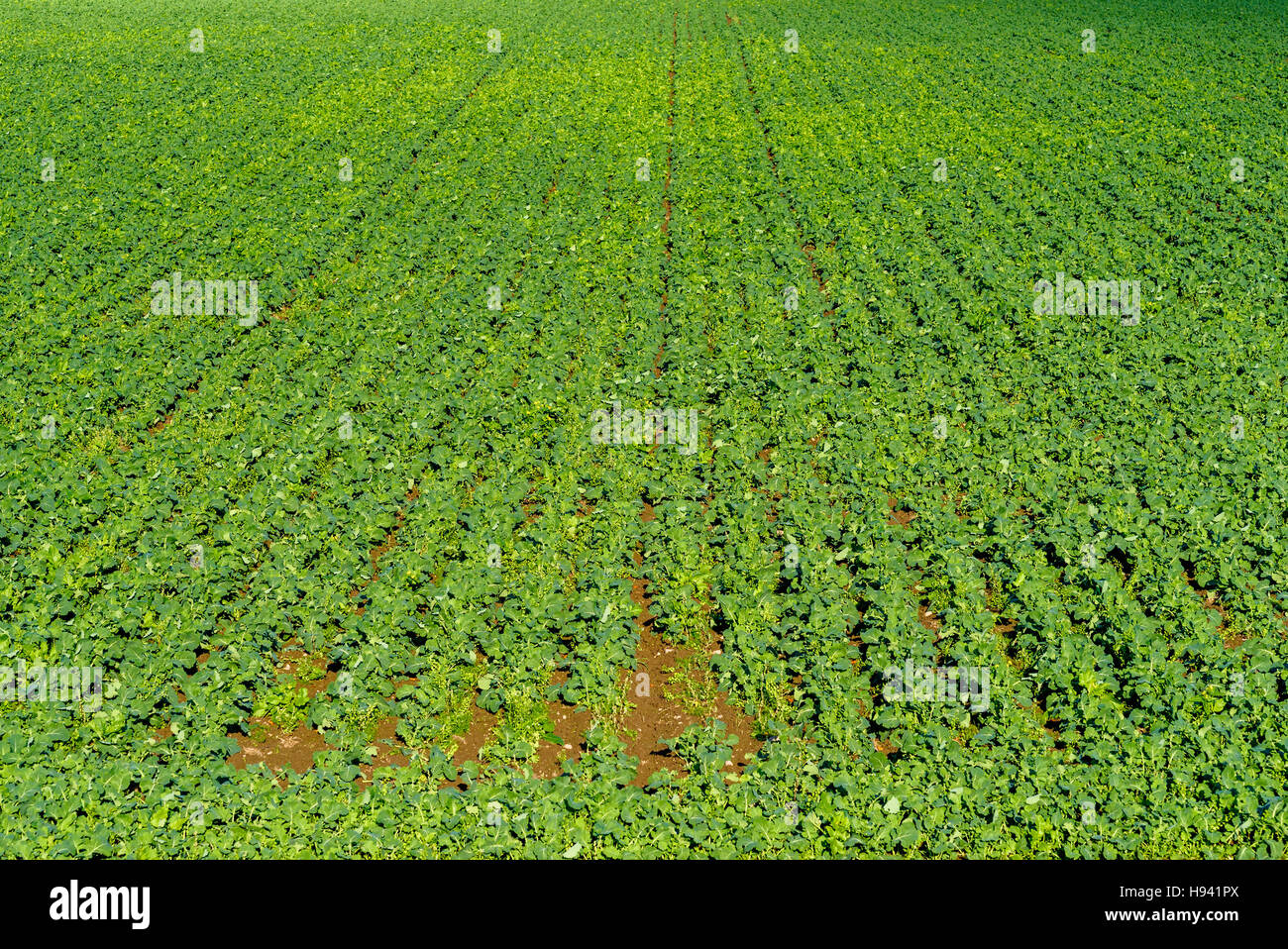 Rows of beets on field in fall Stock Photo - Alamy