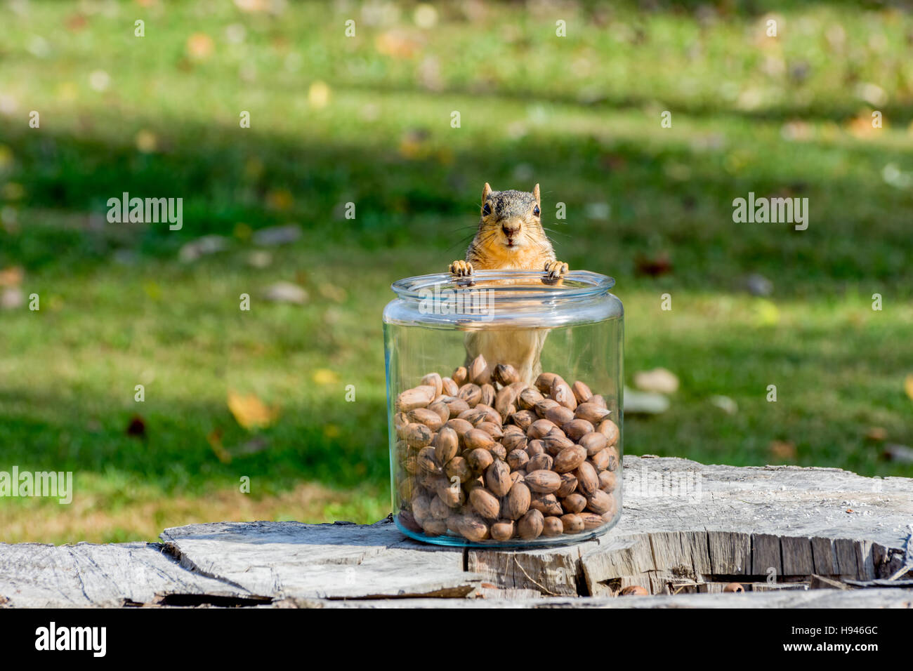 Eastern Fox Squirrel with a jar of nuts Stock Photo - Alamy