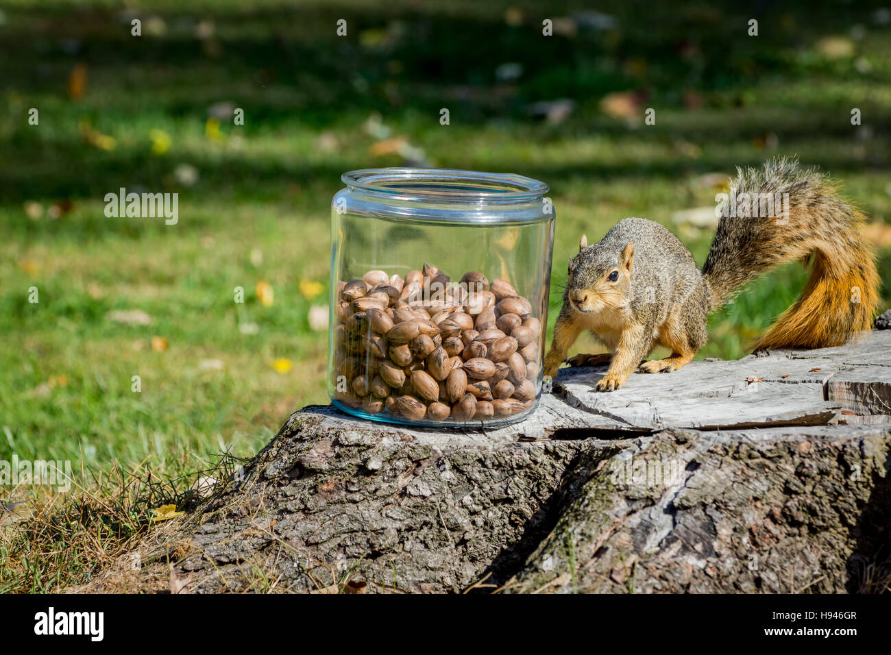 Eastern Fox Squirrel with a jar of nuts Stock Photo - Alamy