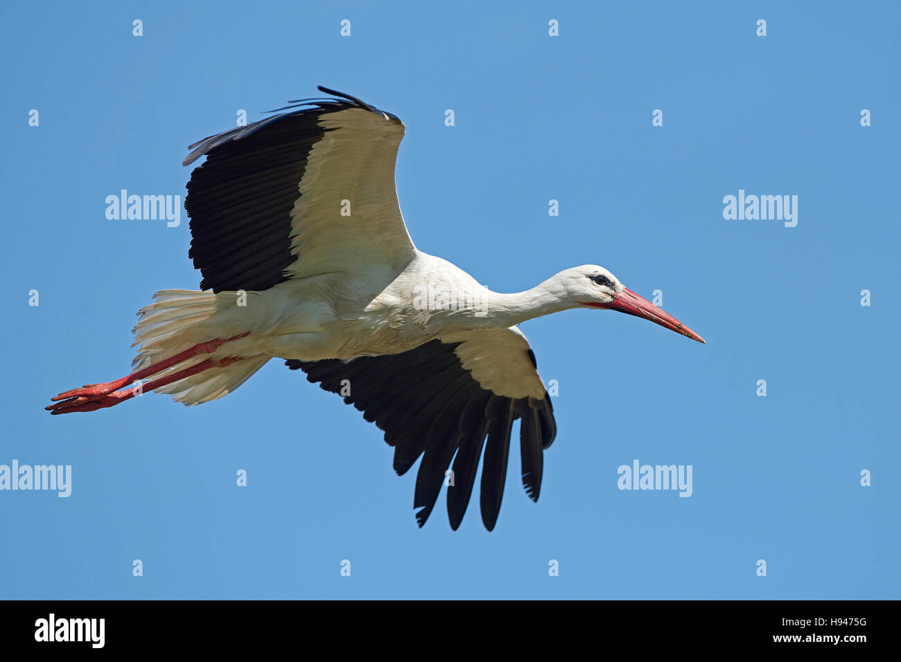 White stork in flight with blue skies in the background Stock Photo - Alamy