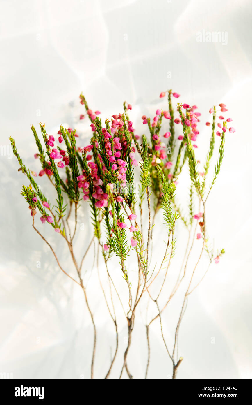 Stem Beautiful Colour Pretty Concept Stock Photo - Alamy