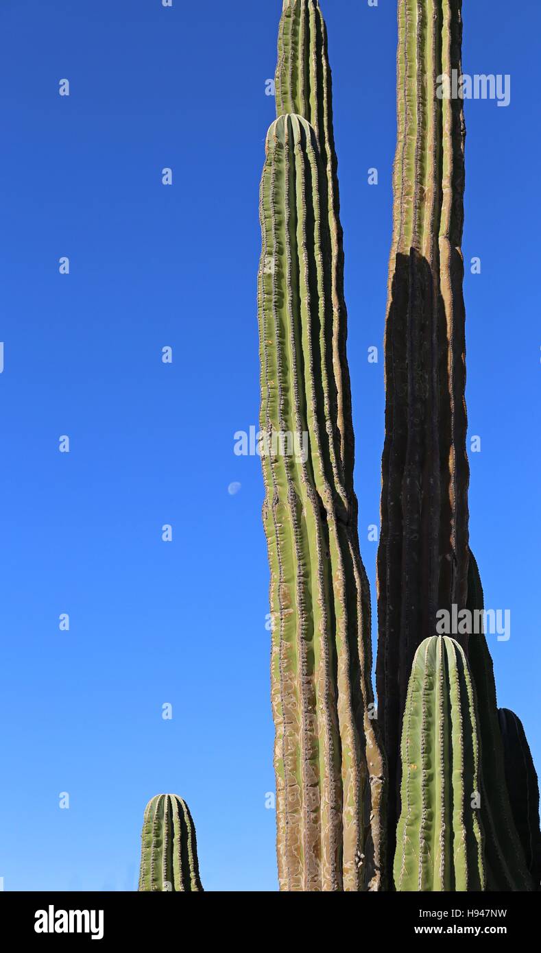Large elephant Cardon cactus at a desert with blue sky, Baja California ...