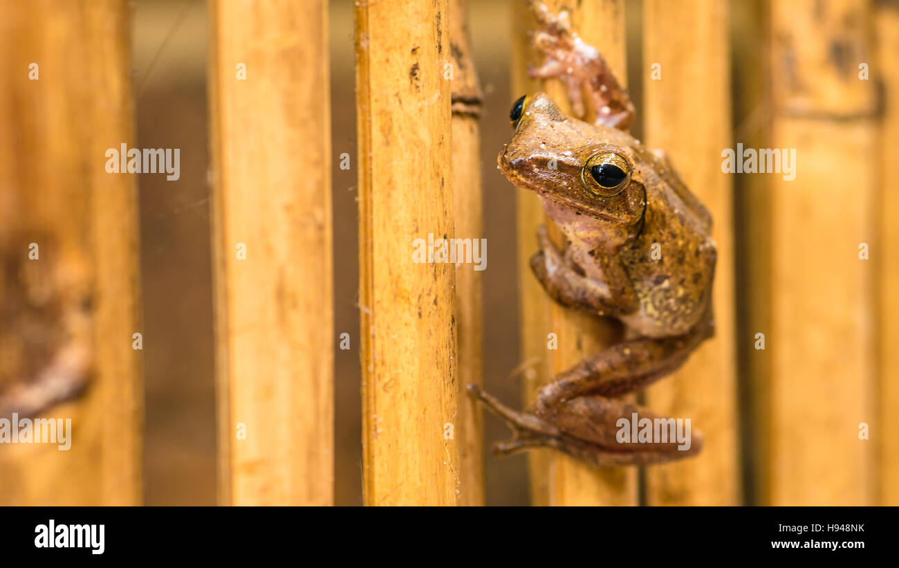 Close up of Beautiful Frog on Dry Bamboo Stick. Front Short Perspective ...