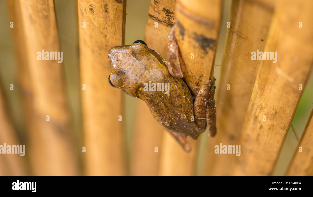 Bamboo Tree Frog High Resolution Stock Photography and Images - Alamy