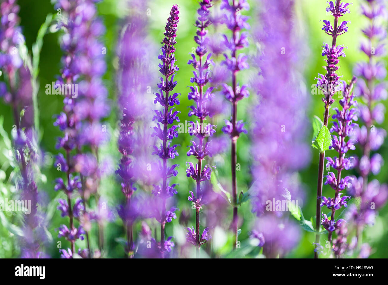 Lavender bushes closeup on sunset Stock Photo - Alamy
