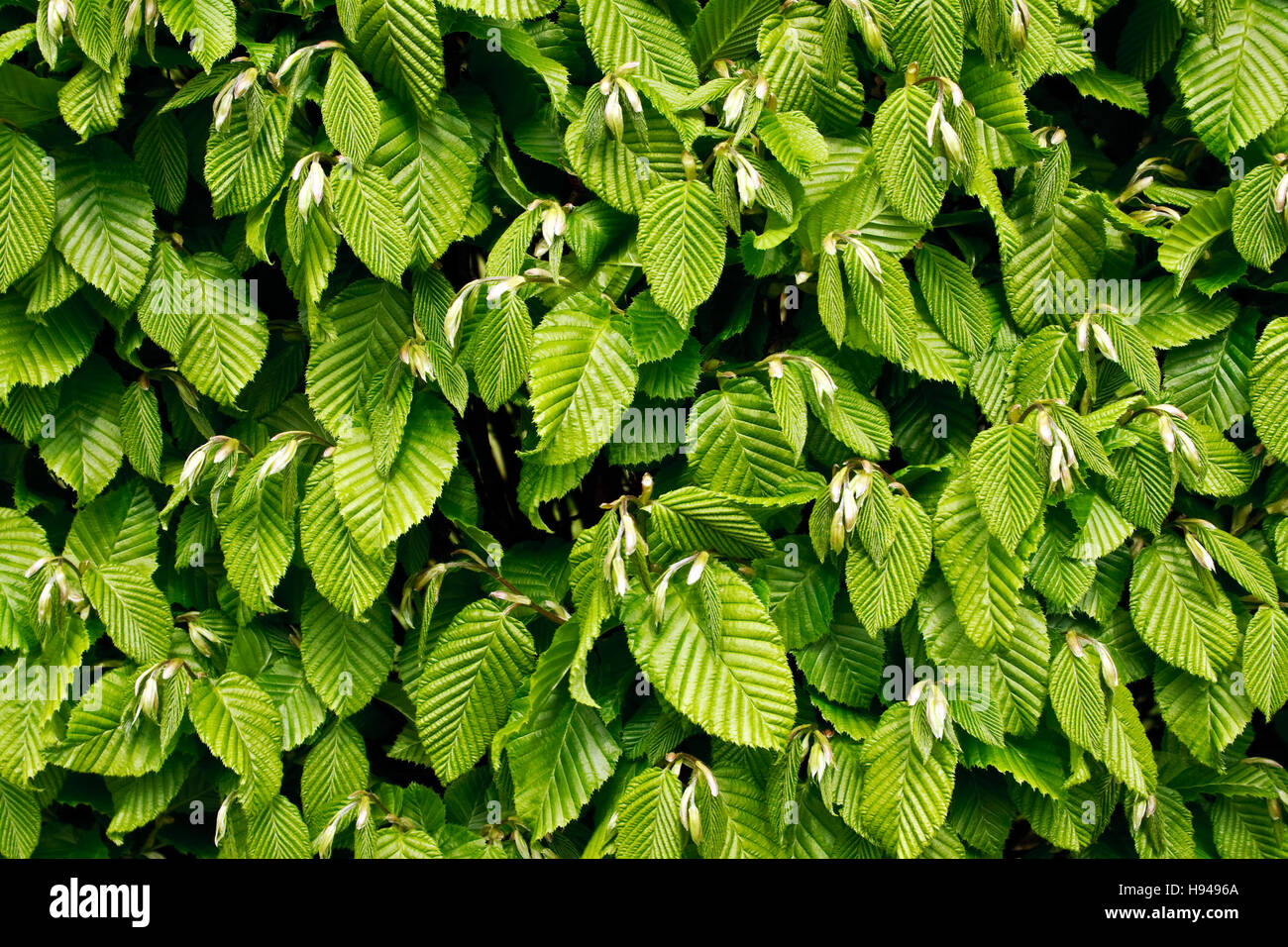 Common Hazel (Corylus avellana Stock Photo - Alamy