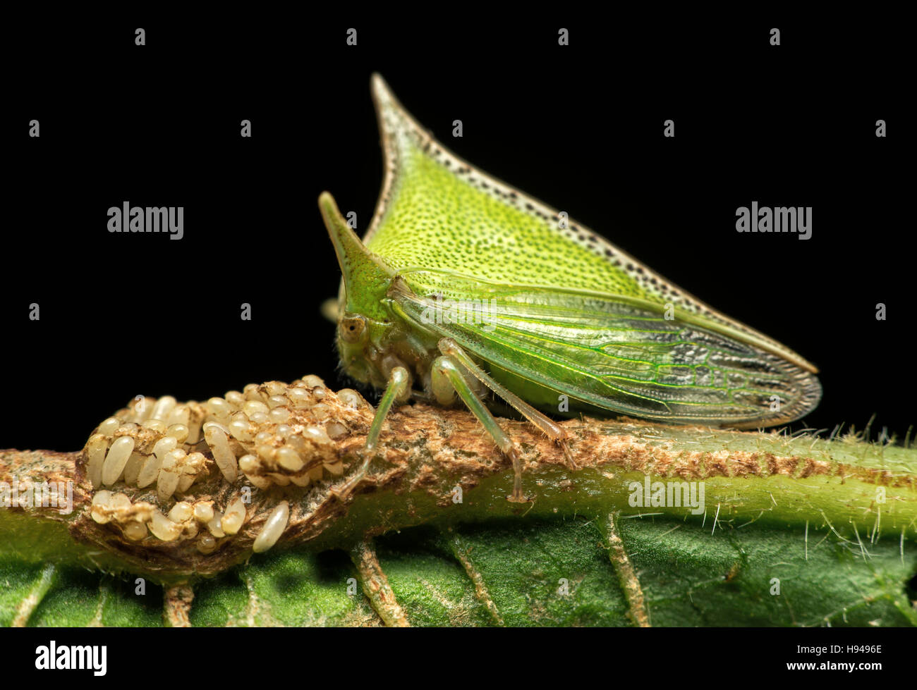 Treehopper (Alchisme grossa) guarding eggs, Amazon Rainforest ...