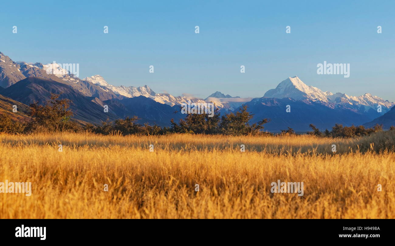 The peak of snowy Mount Cook, Aoraki with golden grassy landscape at ...