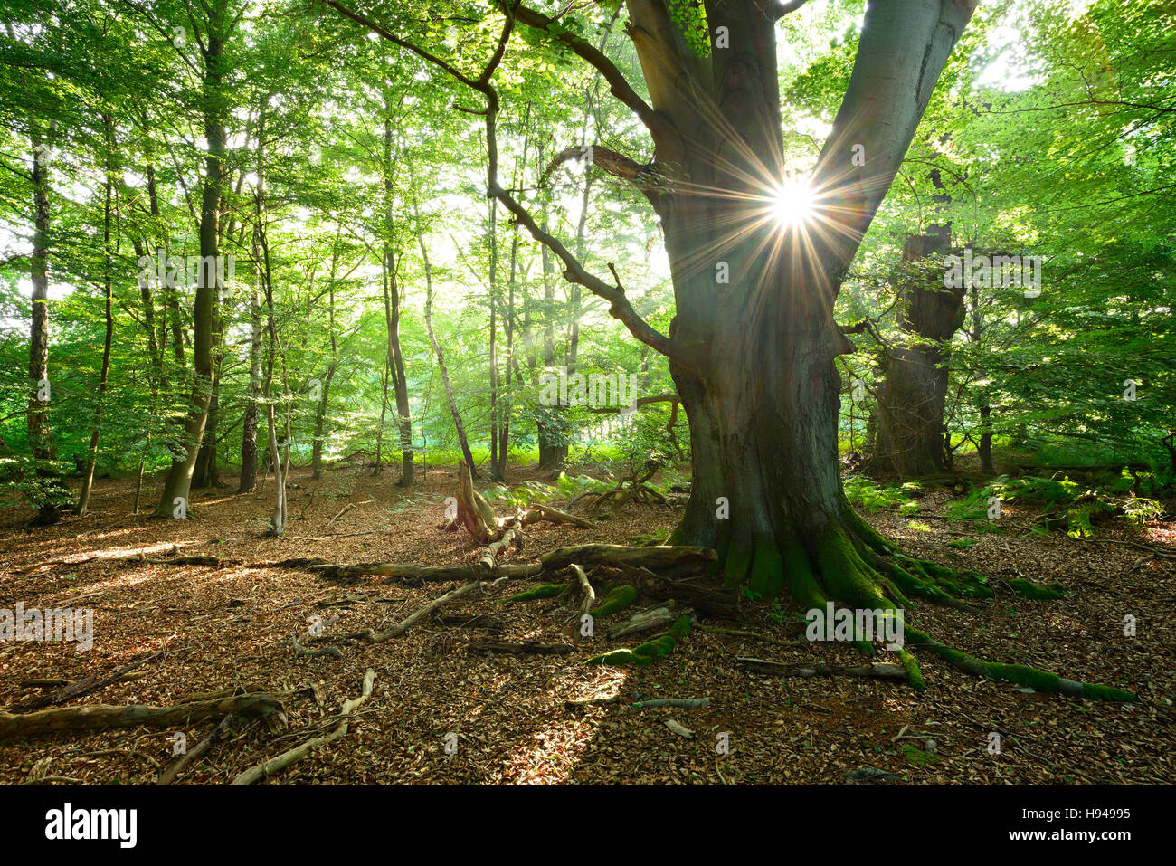 Sun ray shining through huge old mossy beech (Fagus sp.) tree in former ...