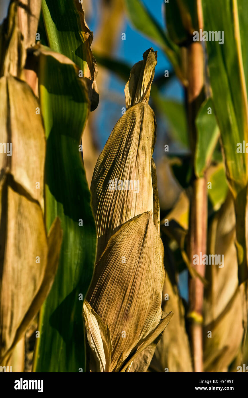 Leaves of corn Stock Photo - Alamy