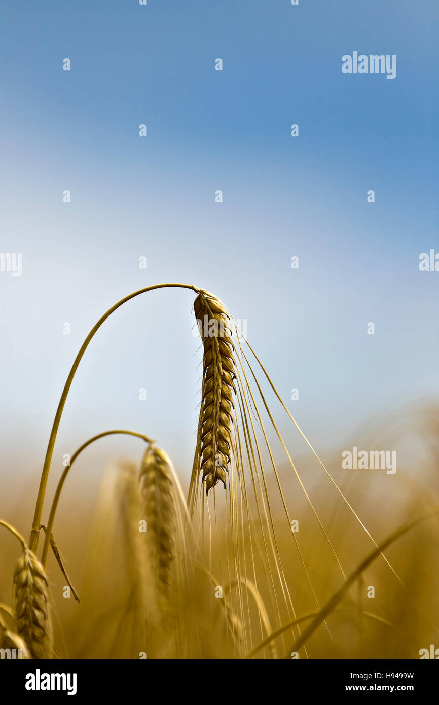 Barley ear hi-res stock photography and images - Alamy