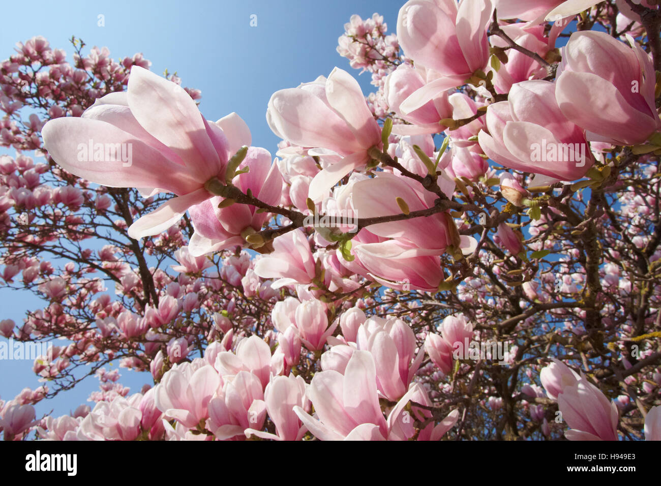 Magnolia (Magnolia) in bloom Stock Photo - Alamy
