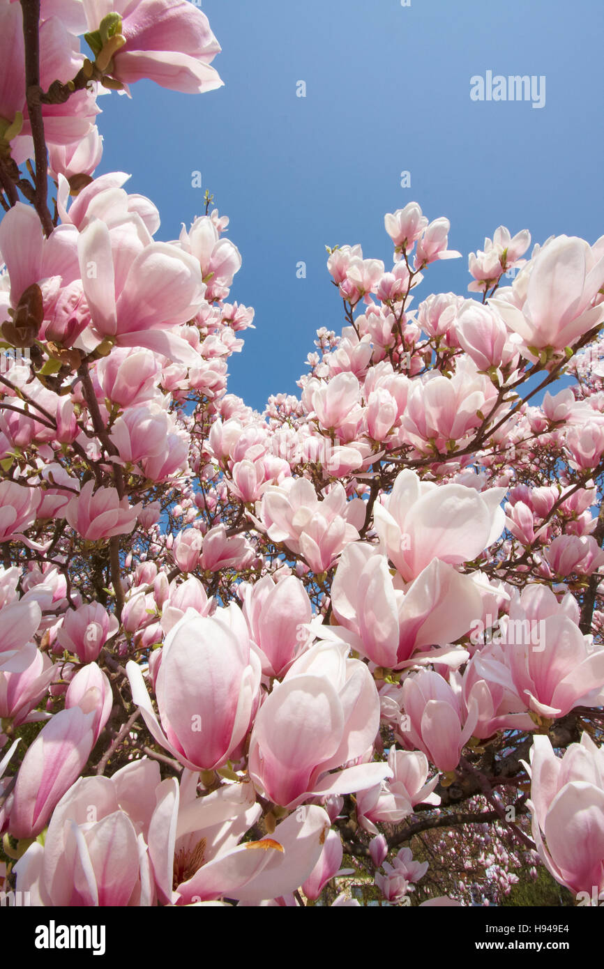 Magnolia (Magnolia) in bloom Stock Photo - Alamy