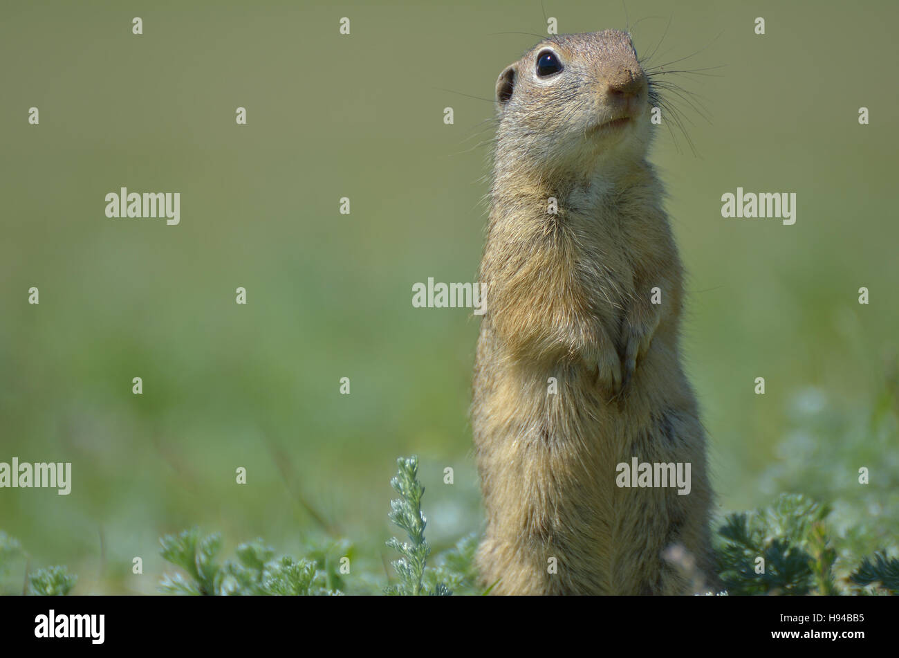 Cute European ground squirrel, gopher (Spermophilus citellus, Ziesel ...