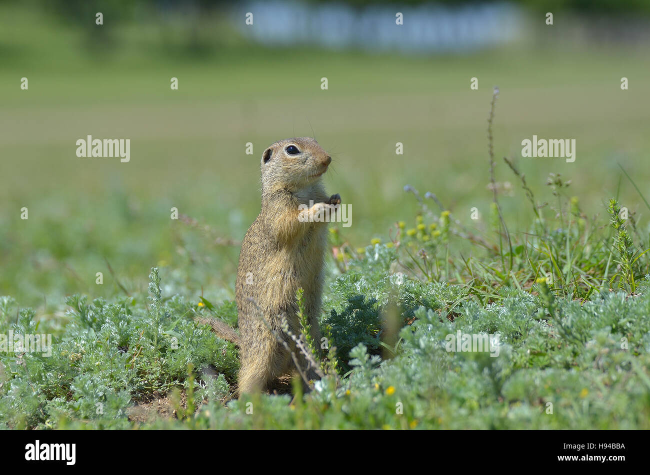 Cute European ground squirrel, gopher (Spermophilus citellus, Ziesel ...
