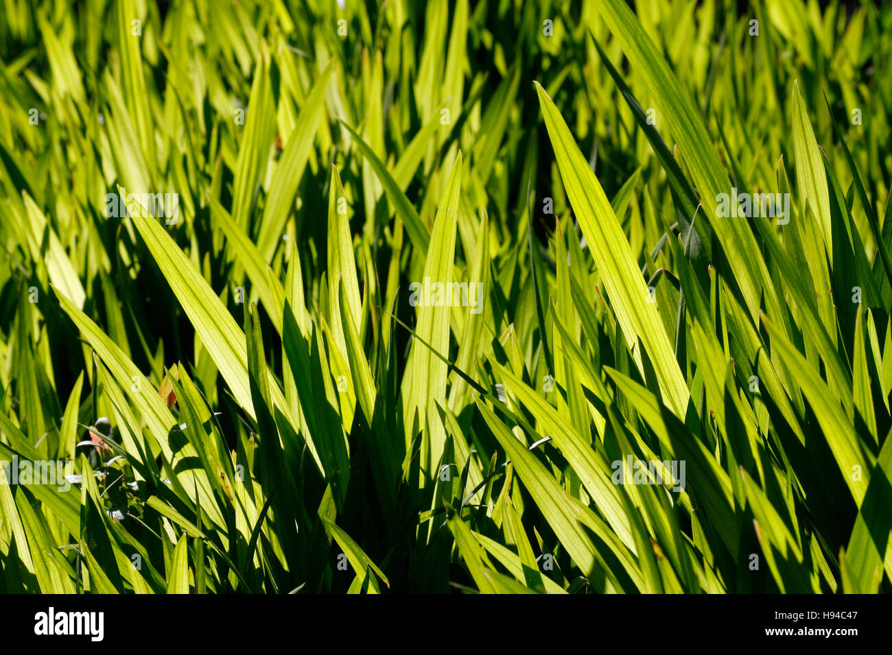 Long uncut grass hi-res stock photography and images - Alamy