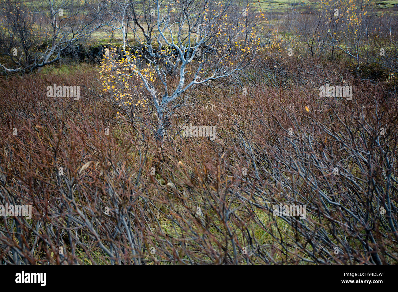 Scrubby hi-res stock photography and images - Alamy