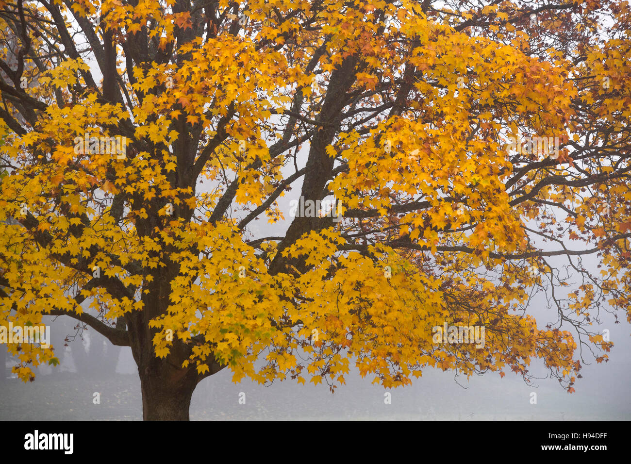 A tree covered in yellow and gold coloured autumn leaves in the early ...
