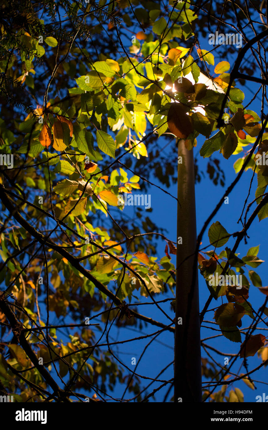 Lamp through leaves hi-res stock photography and images - Alamy