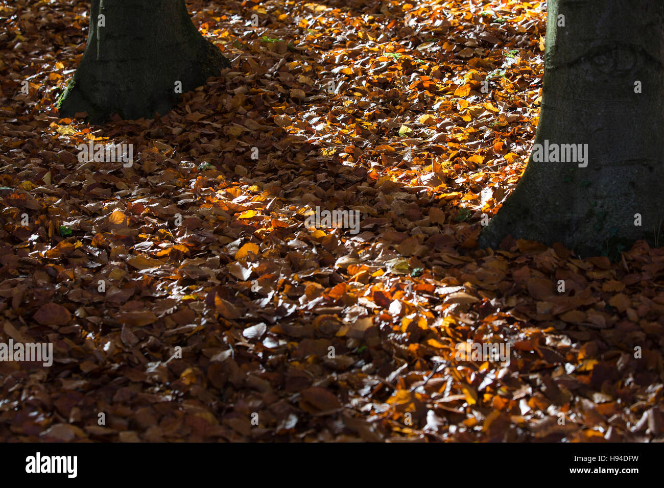 Floor around tree hi-res stock photography and images - Alamy