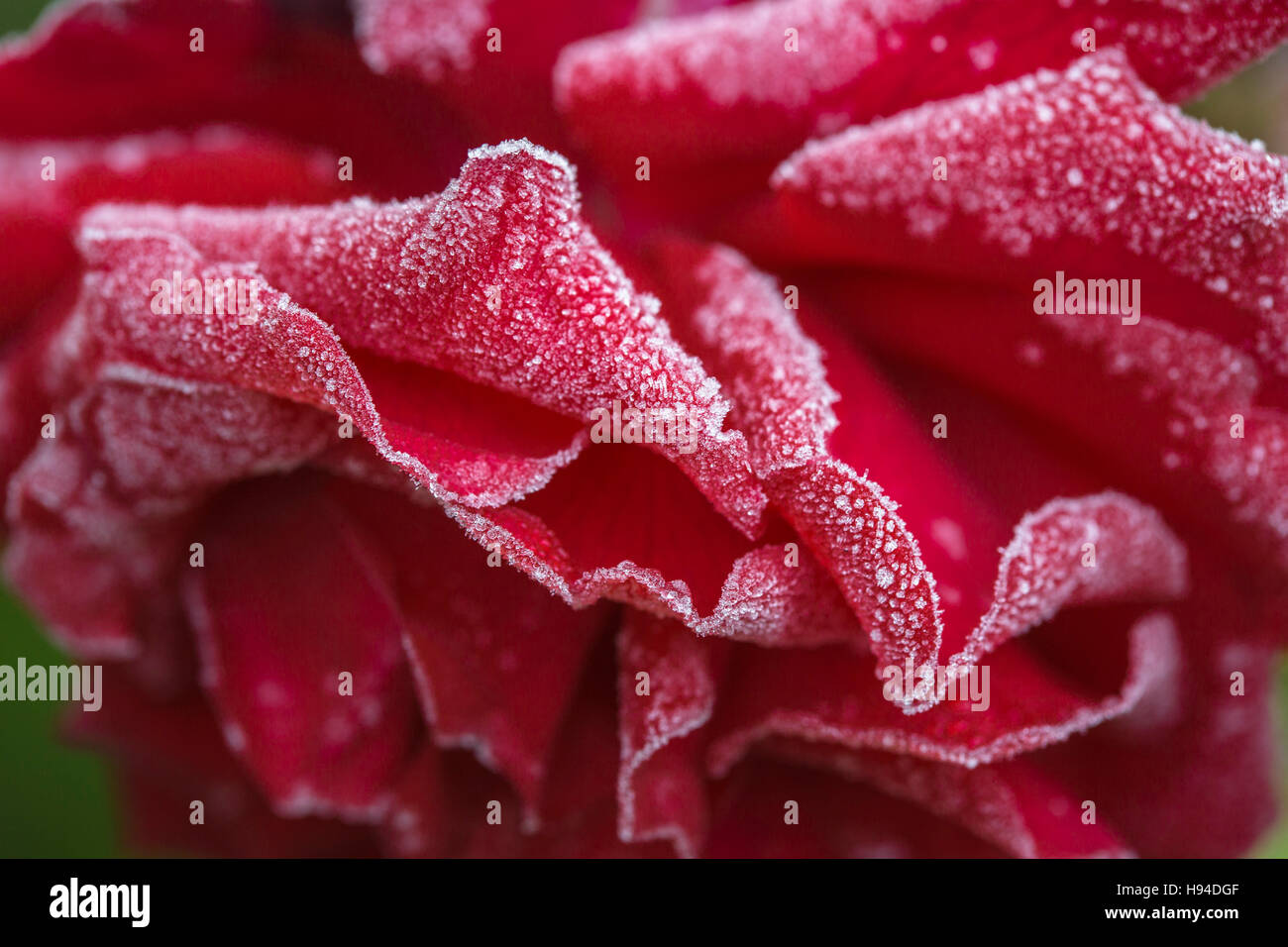 Red edged rose hi-res stock photography and images - Alamy