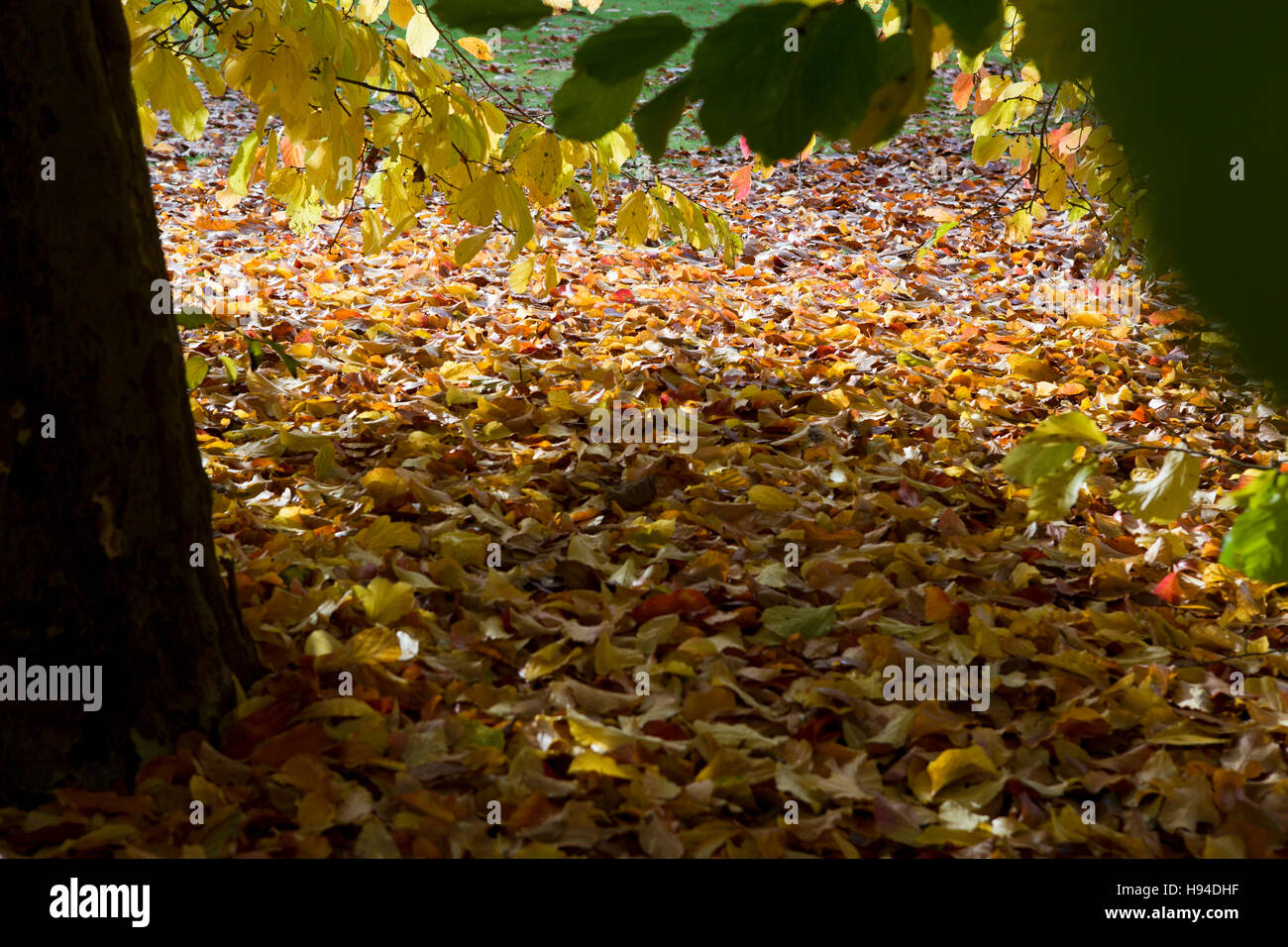Leaves scattered on the ground hi-res stock photography and images - Alamy