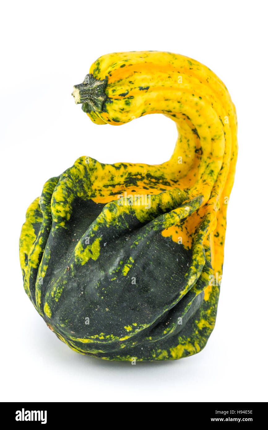 Unusually shaped green and yellow autumn squash Stock Photo - Alamy
