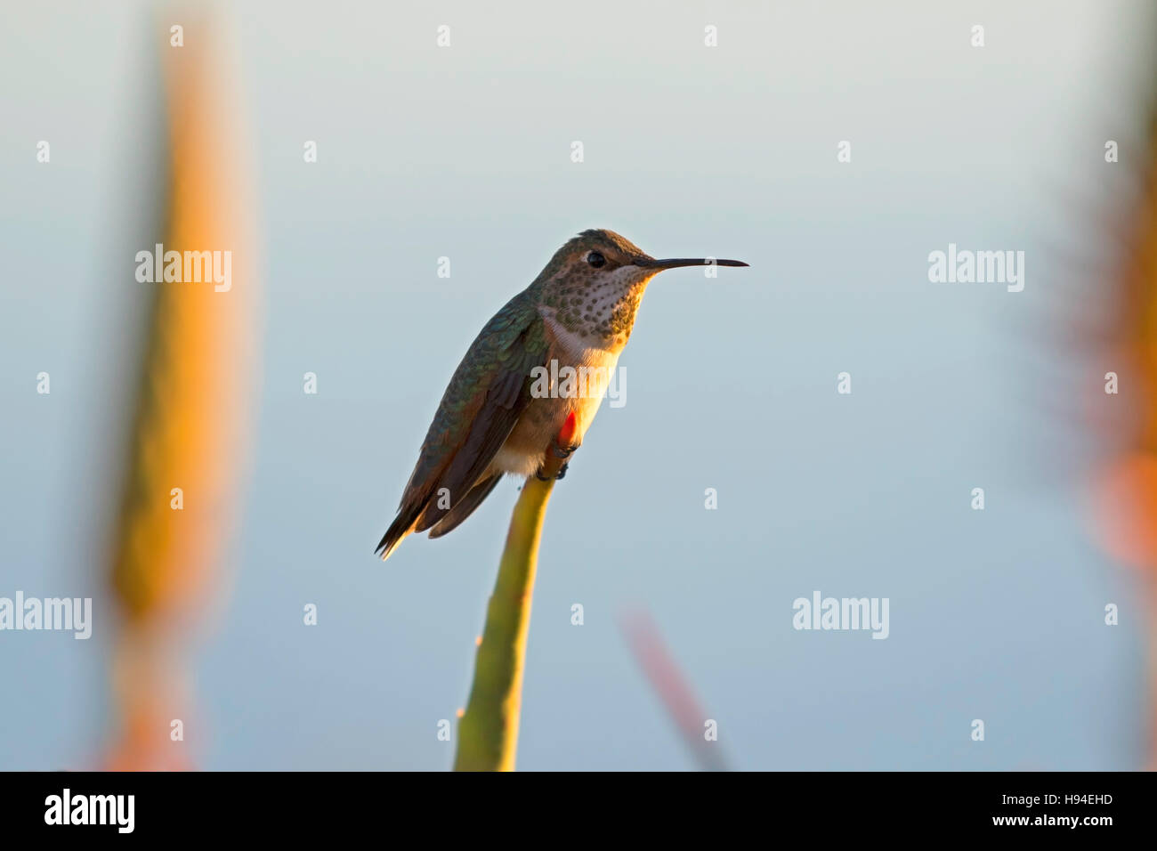 Hummingbird at Laguna Beach park during sunset Stock Photo - Alamy