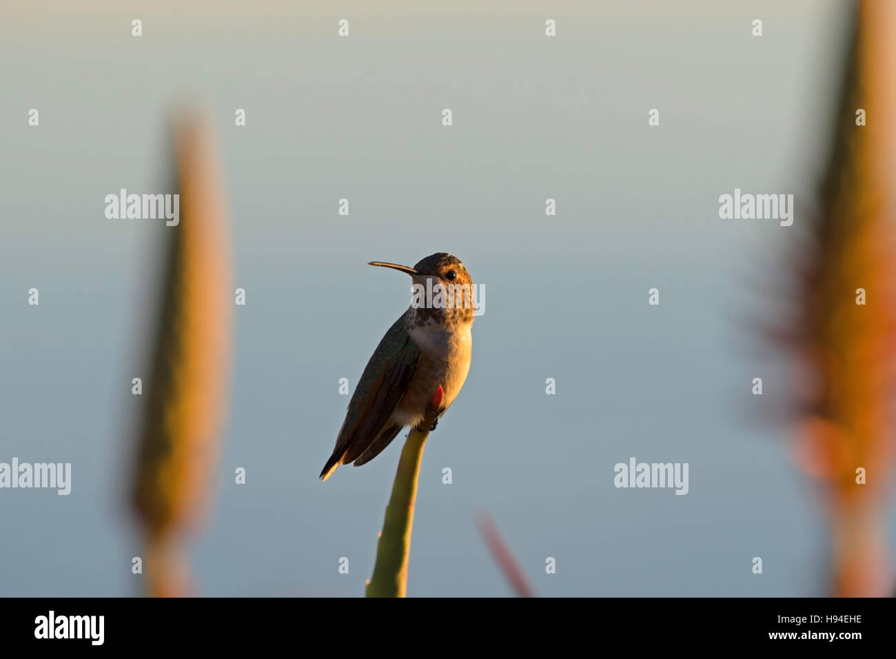 Hummingbird at Laguna Beach park during sunset Stock Photo - Alamy