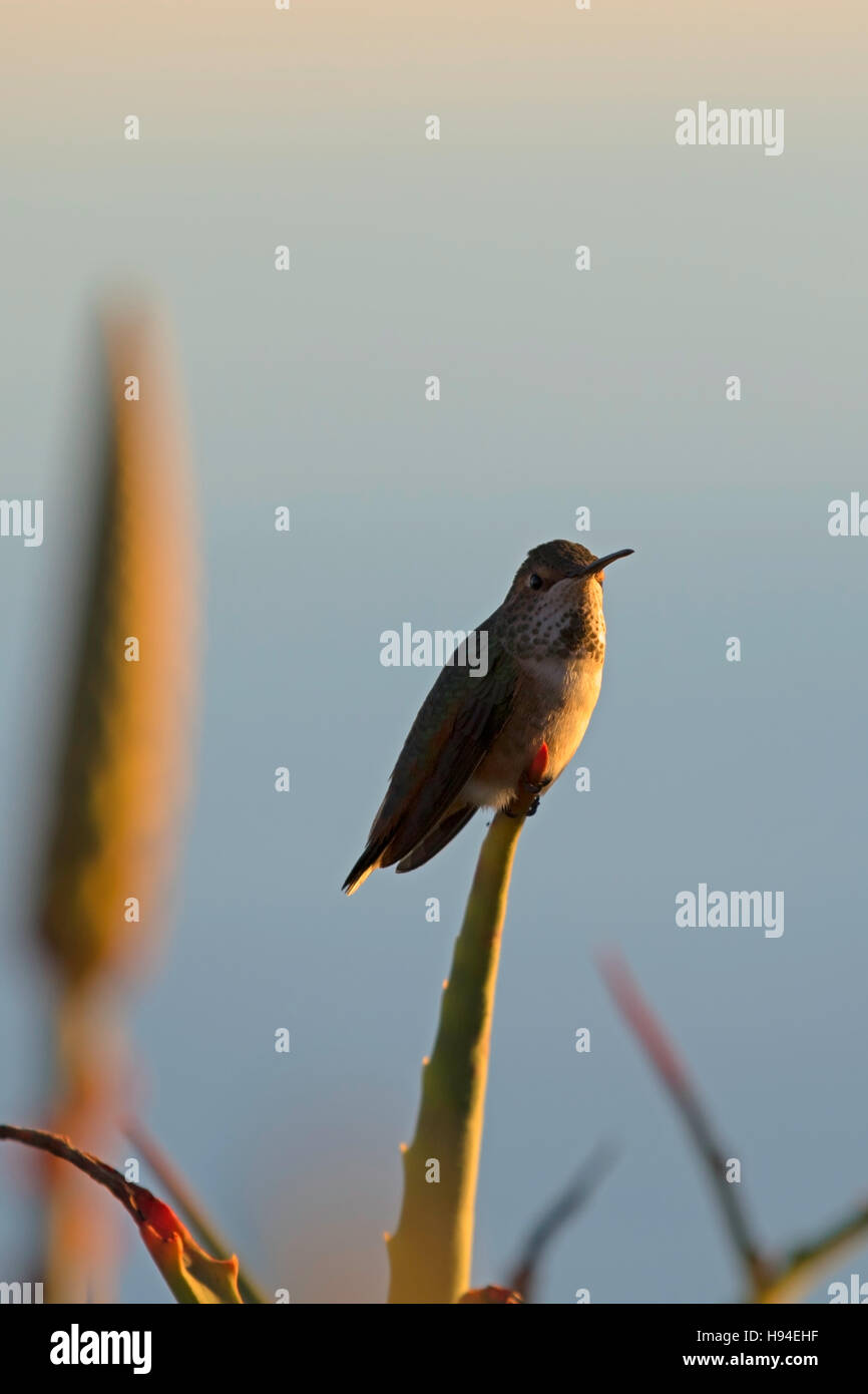 Hummingbird at Laguna Beach park during sunset Stock Photo - Alamy