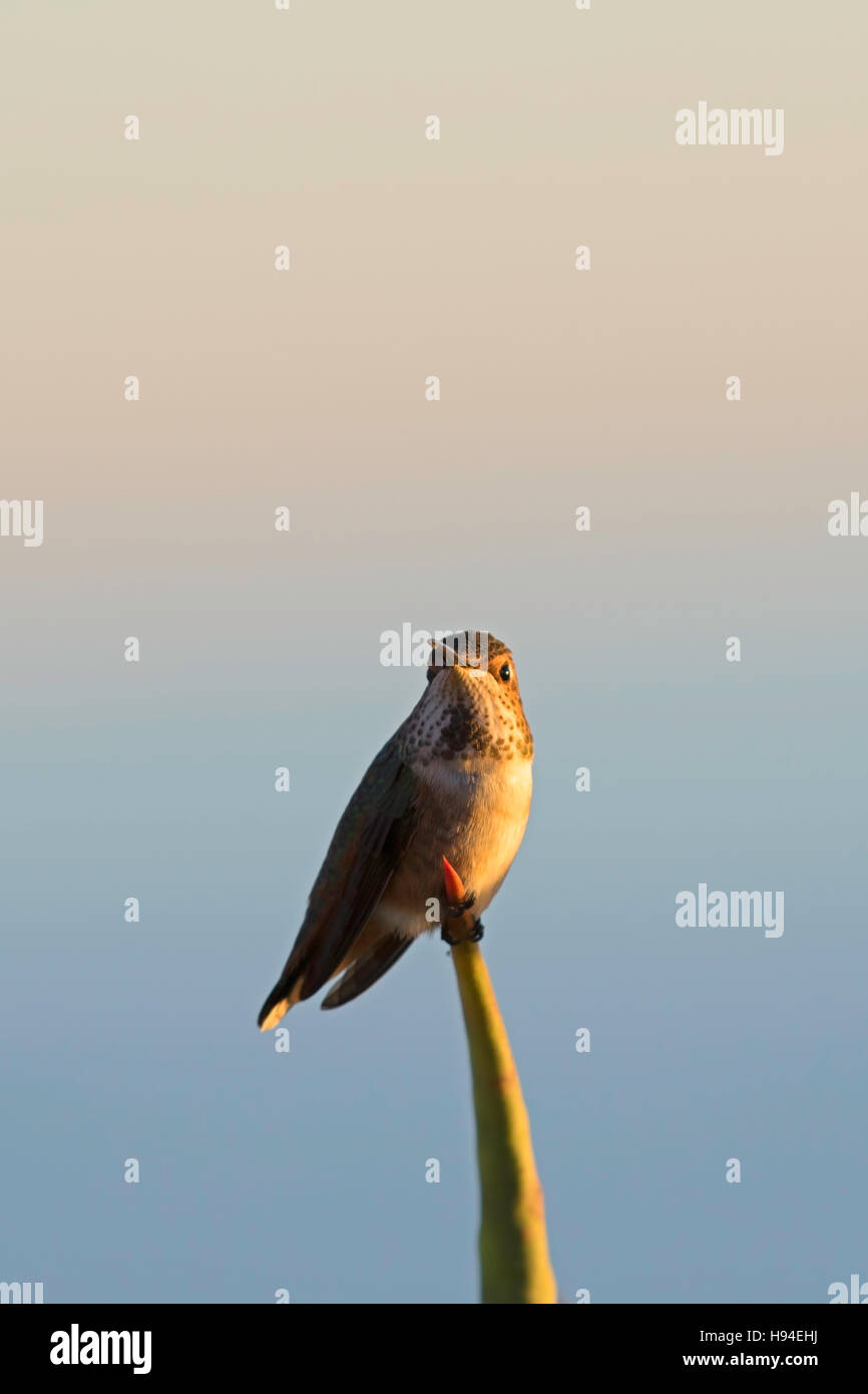 Hummingbird at Laguna Beach park during sunset Stock Photo - Alamy