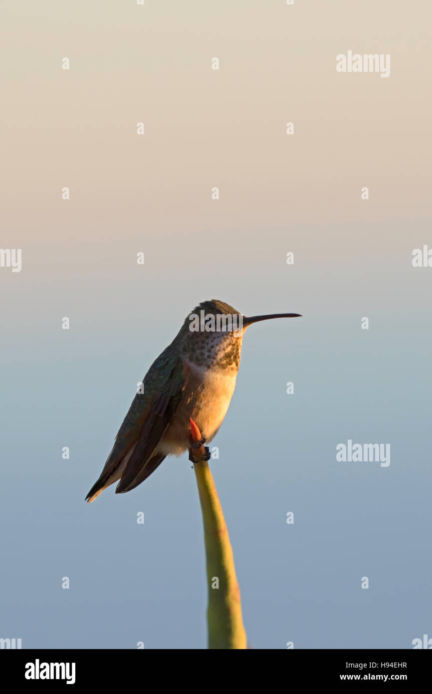 Hummingbird at Laguna Beach park at sunset Stock Photo - Alamy