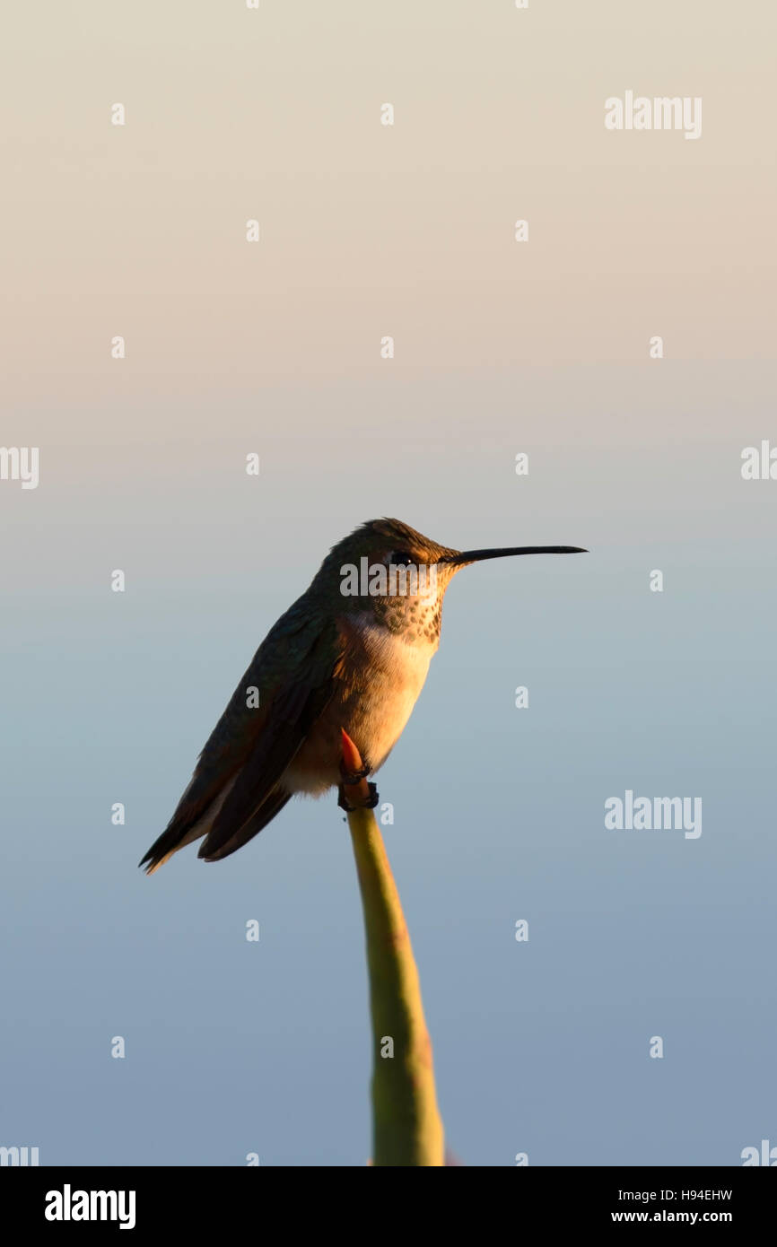 Hummingbird at Laguna Beach park during sunset Stock Photo - Alamy