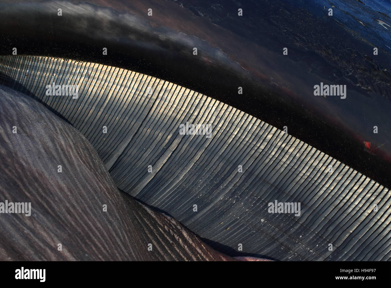 Fin Whale (Balaenoptera physalus) dead Stock Photo - Alamy