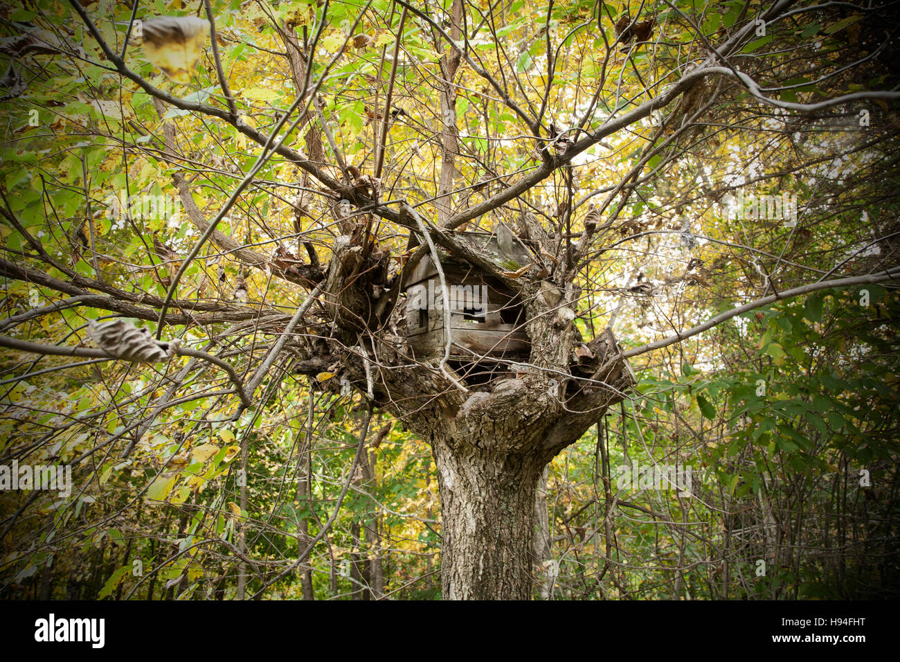 Spooky Tree Stock Photos & Spooky Tree Stock Images - Alamy