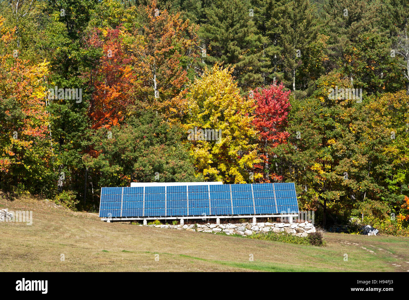 Solar panels in field with forest in background Stock Photo - Alamy