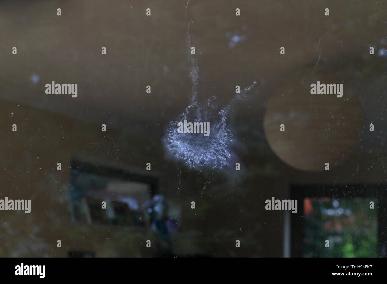 Bird hit window hi-res stock photography and images - Alamy