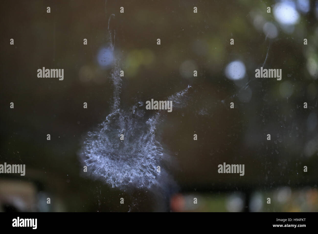 Bird hit window hi-res stock photography and images - Alamy