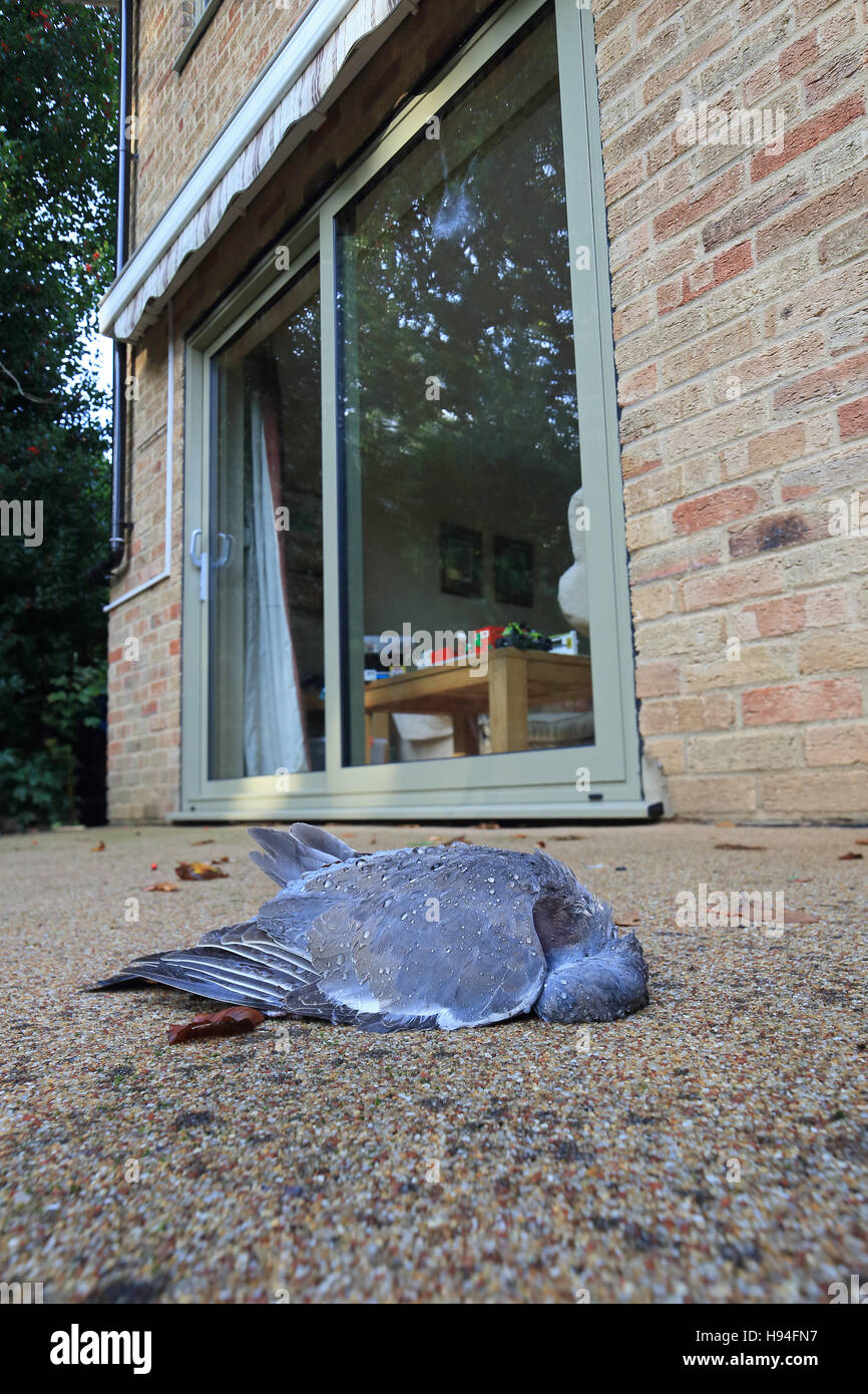 Bird hit window hi-res stock photography and images - Alamy