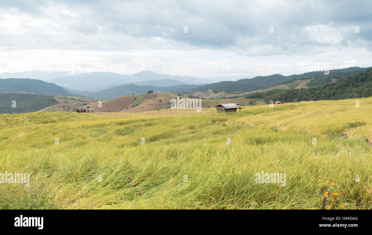 yellow terraced rice paddy field with traditional wood hut in rural ...