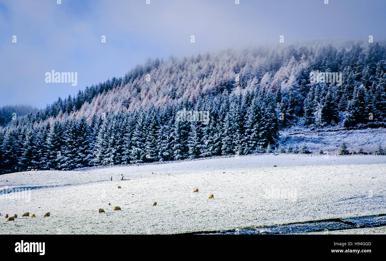 Winter landscape in the Scottish Borders near Broughton Stock Photo - Alamy