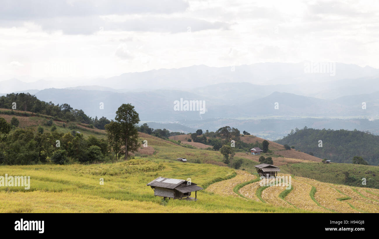 yellow terraced rice paddy field with traditional wood hut in rural ...