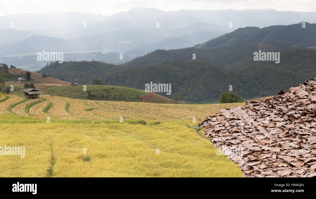 traditional hut roof with yellow terraced rice paddy field in rural ...