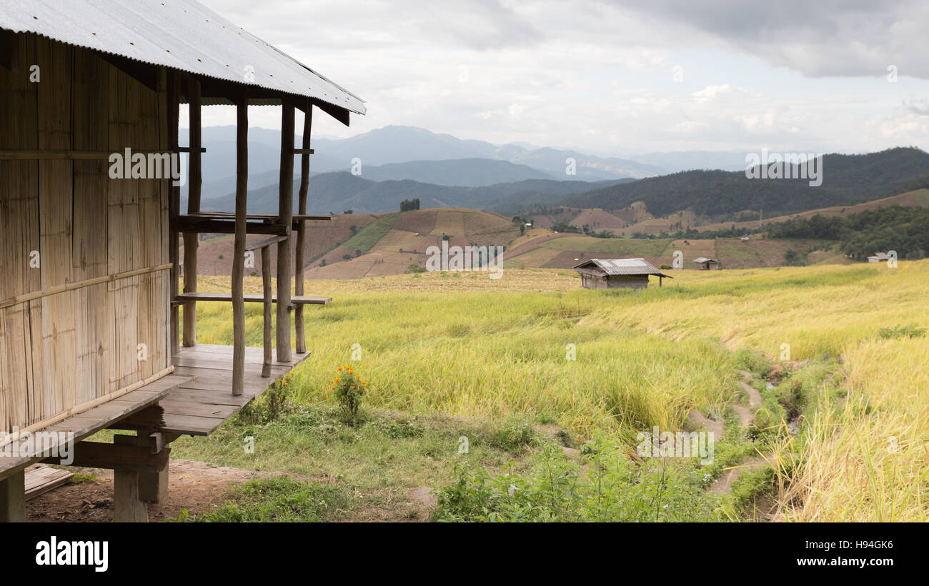 yellow terraced rice paddy field with traditional wood hut in rural ...