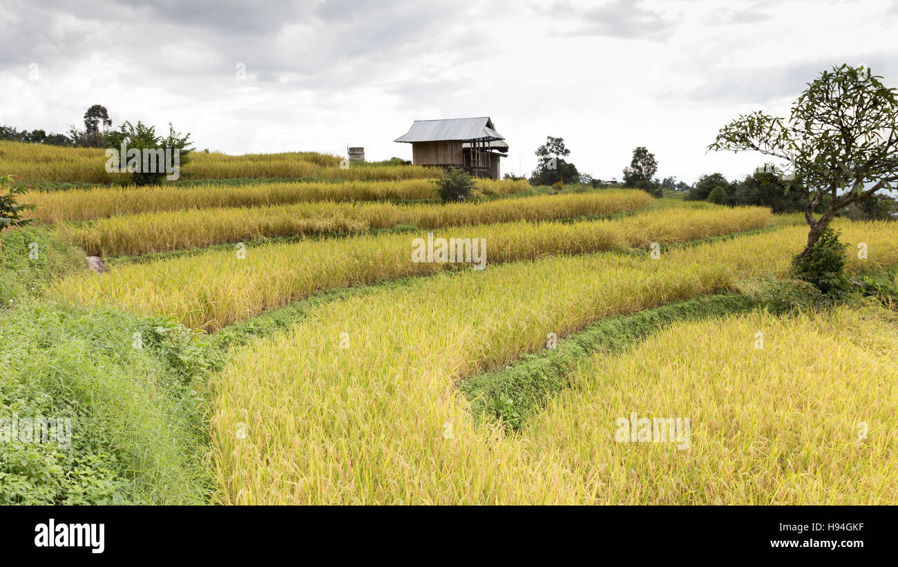 yellow terraced rice paddy field with traditional wood hut in rural ...