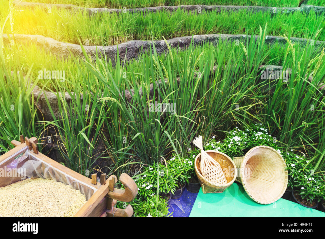 green terraced rice paddy field, rice plantation Stock Photo - Alamy