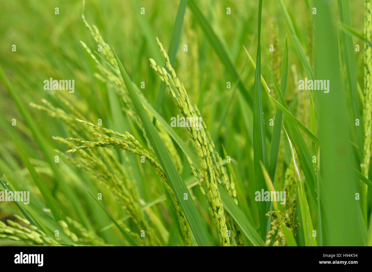 Close up of green paddy rice Stock Photo - Alamy