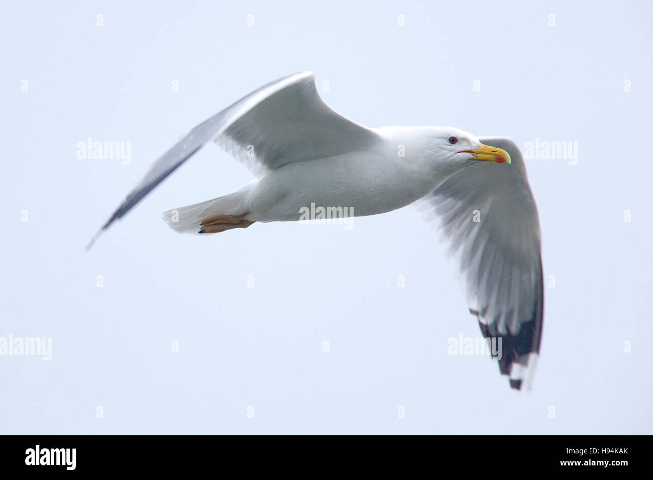 An adult Caspian Gull, (Larus cachinnans) in flight, Danube Delta ...