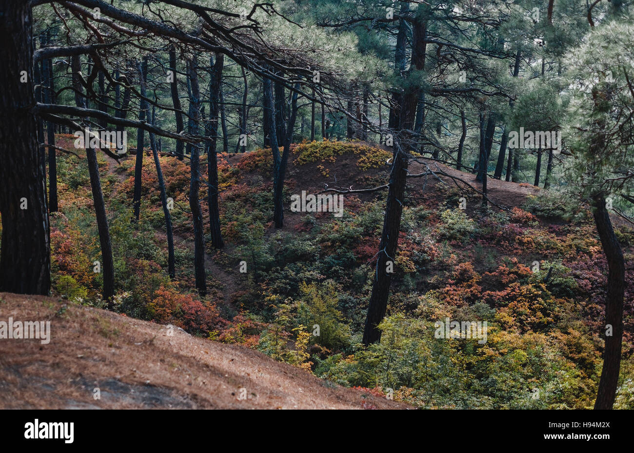 Colorful shrubs in autumn pine forest, nature background Stock Photo ...